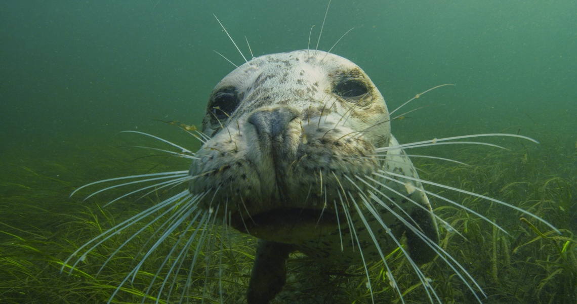 Island County Marine Resource Committee