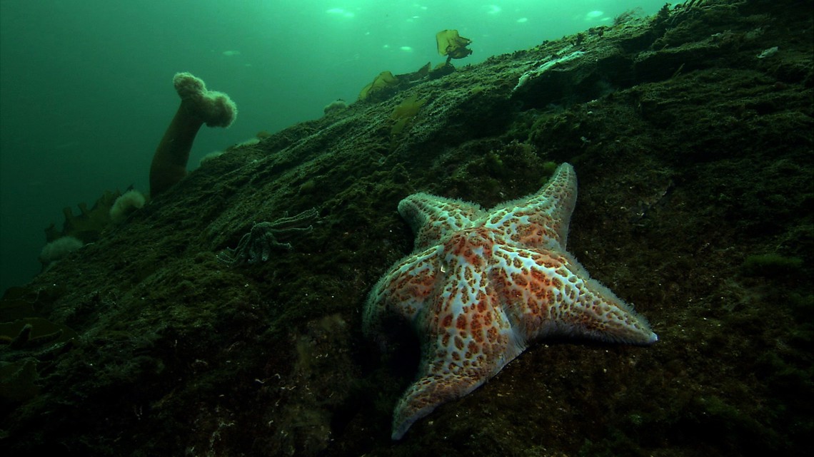 Island County Marine Resource Committee